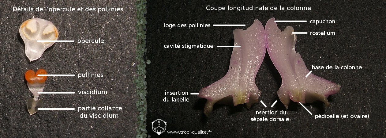 Description botanique des Phalaenopsis - Tropi’Qualité